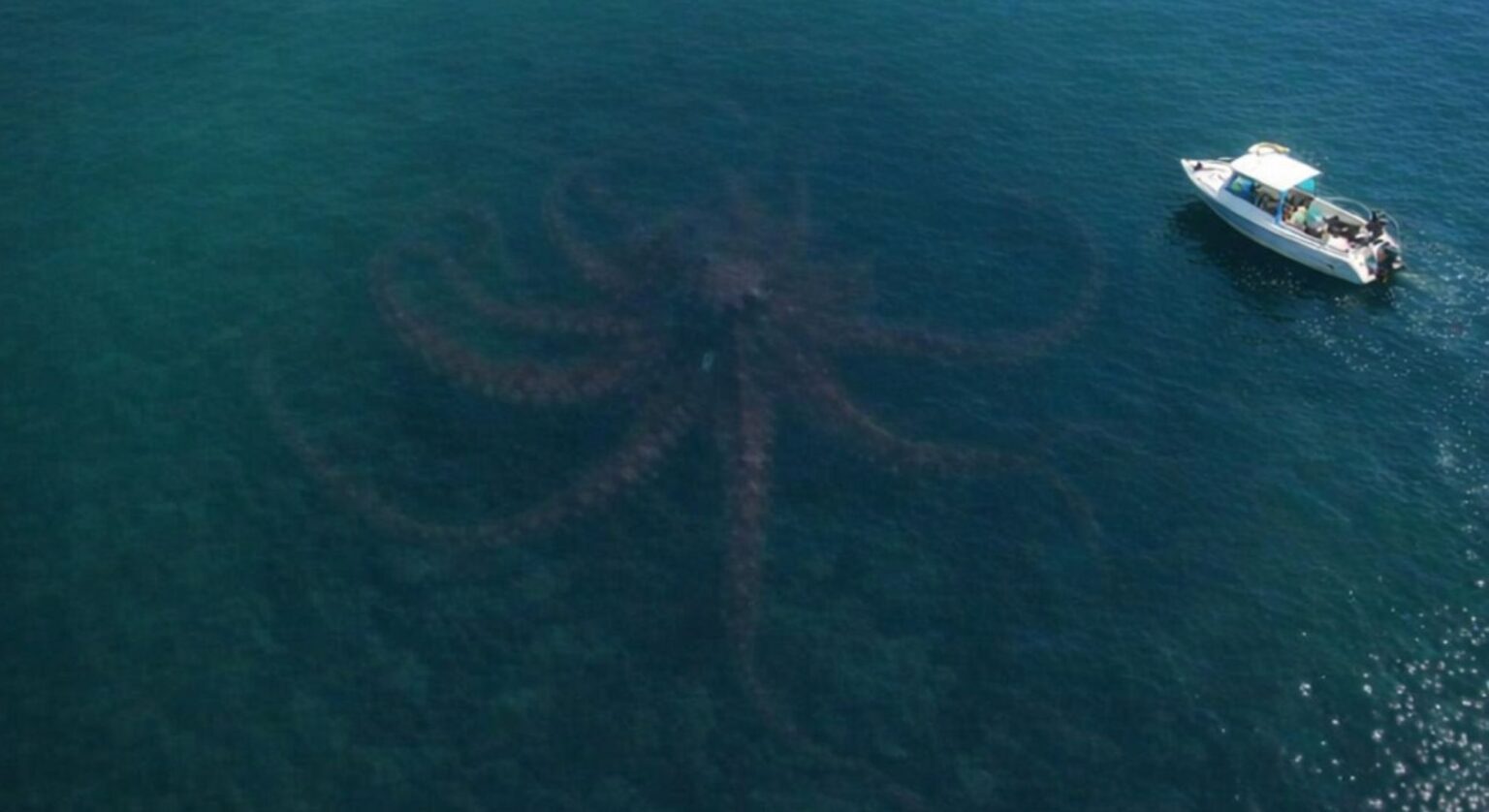 An Amateur Drone Accidentally Films a Gigantic Octopus off San ...