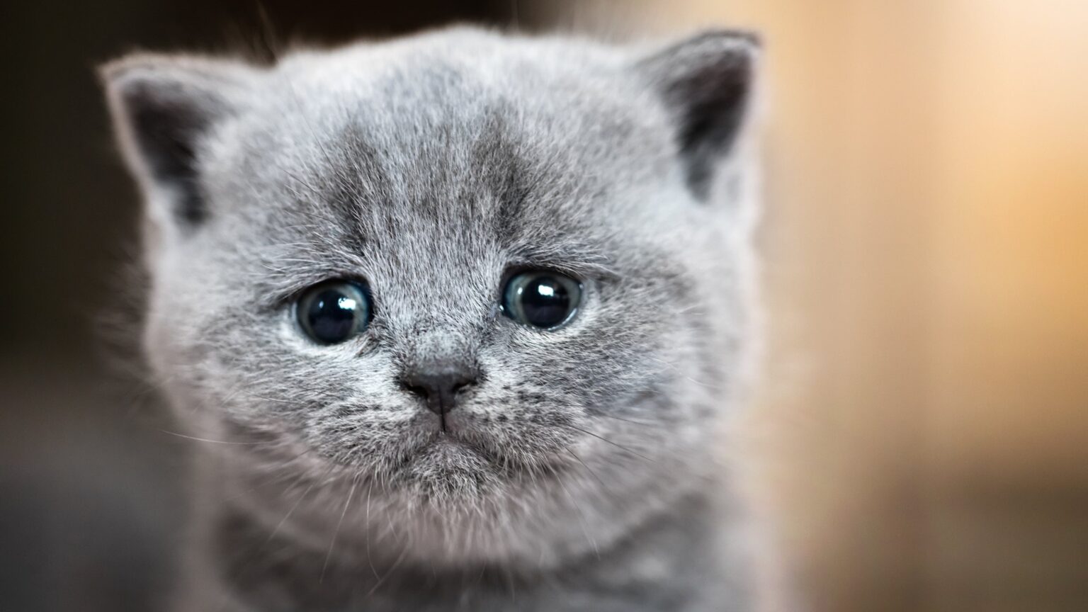 Every American Kills at Least 5 Cats in Their Lifetime by Making This ...