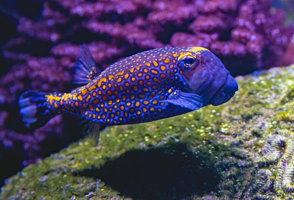 Fish Hovering in Water Use Twice as Much Energy as When Resting - PlusNews