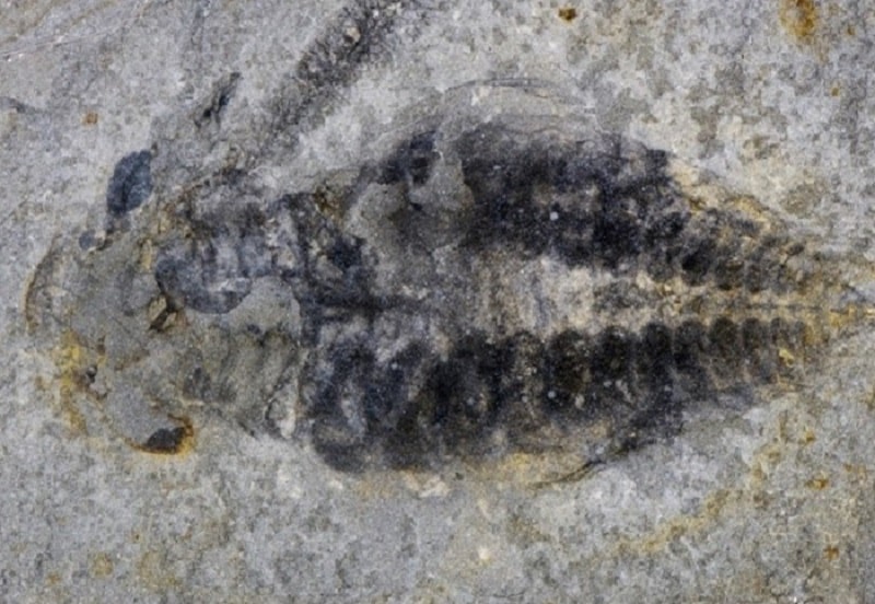 Chinese fossils reveal that deep-sea ecosystems thrived after the first ...