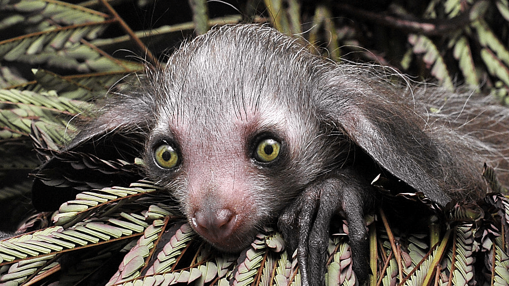 Aye-aye, the World's Largest Nocturnal Primate - PlusNews