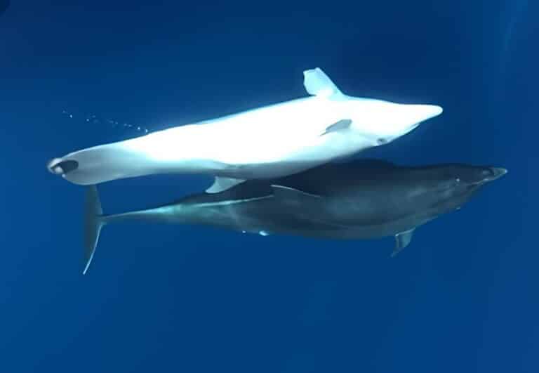 Dolphin Without a Tail Fin Survives Over Two Years in the Mediterranean ...