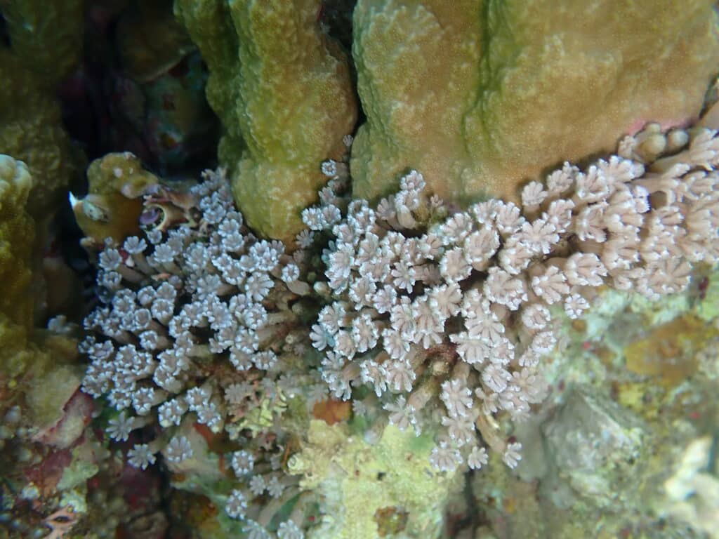 Historical Coral Specimens Reveal New Species, Prompting a Soft Coral ...