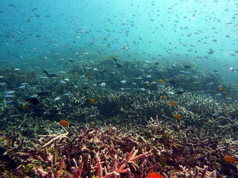 Coral Reefs Cover More of Earth's Surface Than Previously Thought ...