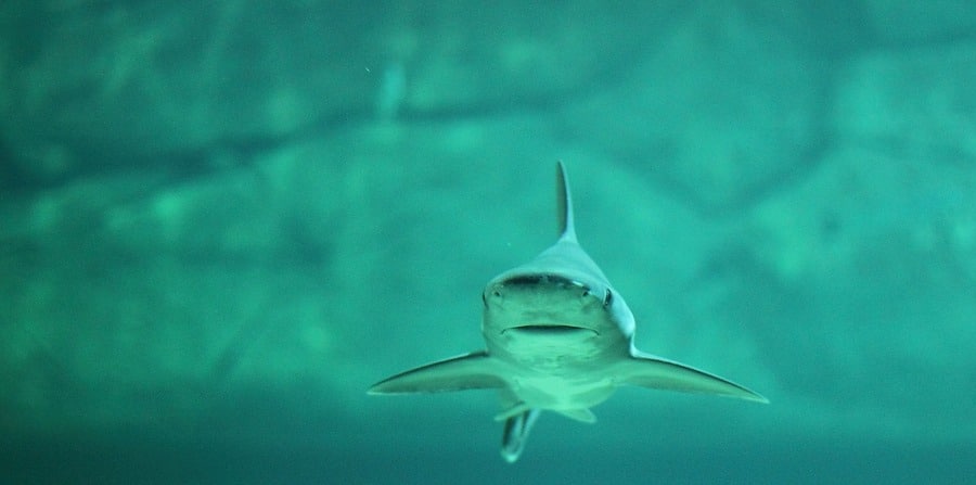 Three Senses of Sharks: Vision, Olfaction, and Electroreception - PlusNews