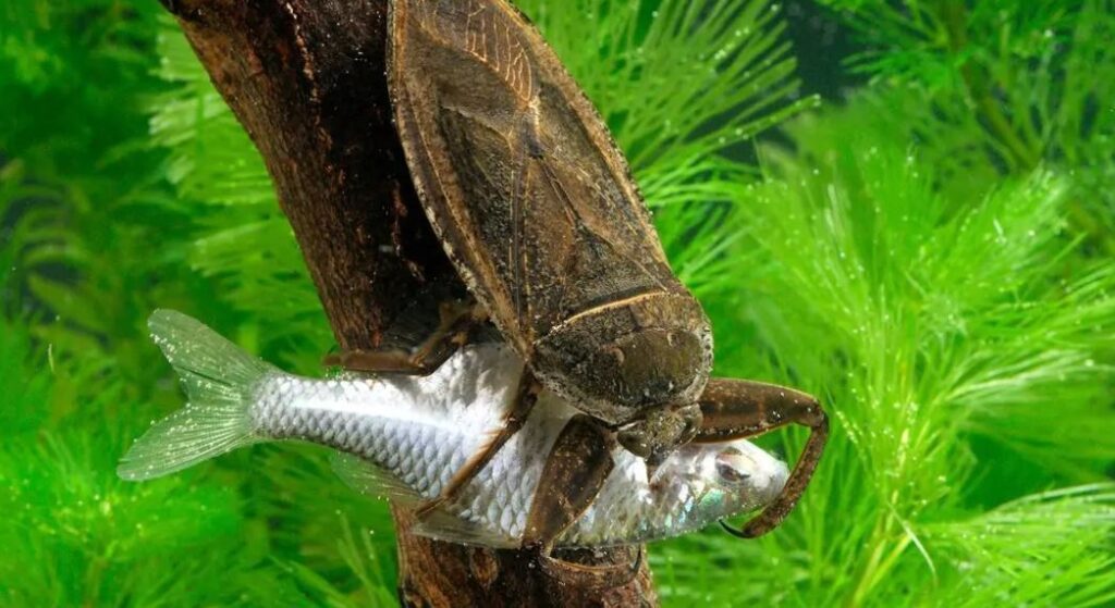 Giant Water Bugs Are Among the World's Most Feared Predators - PlusNews